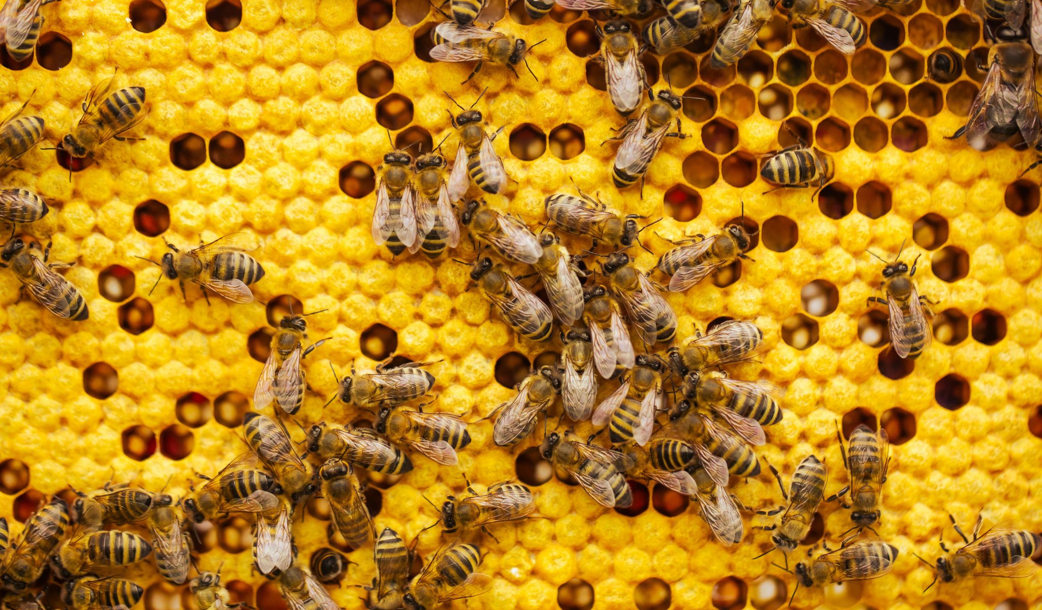 How to Set Up a Beehive: A Beginner’s Guide - Greenfield Orchard