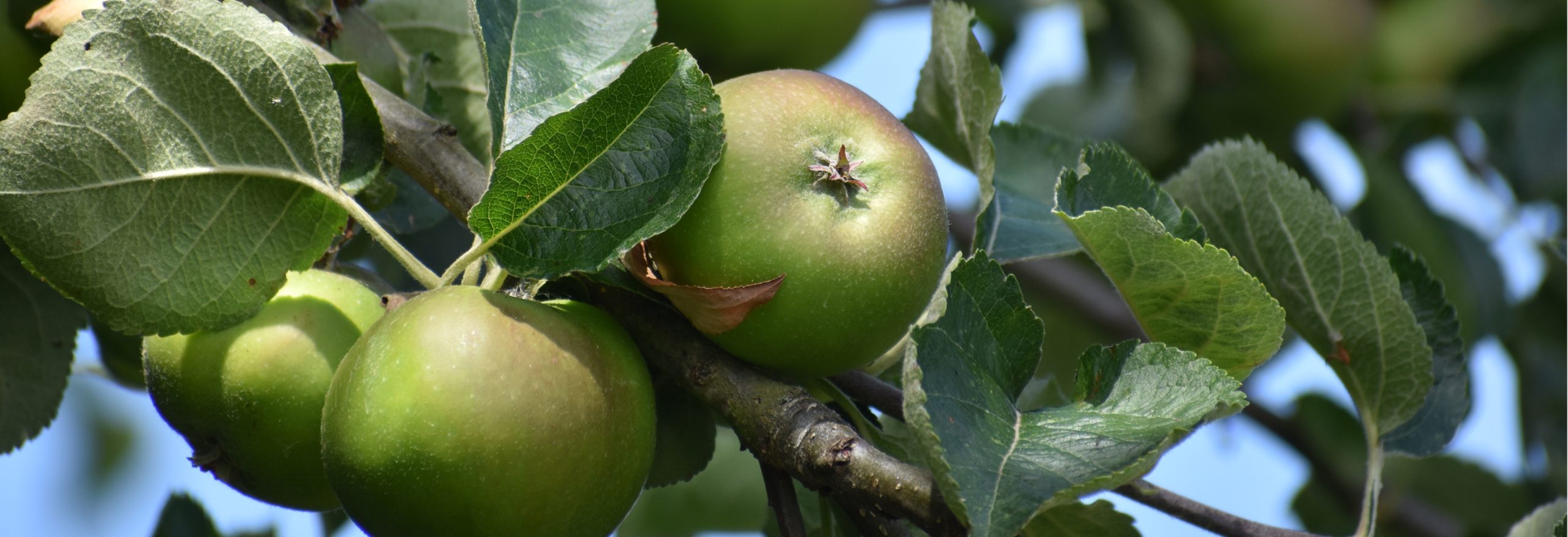 About Us - Greenfield Orchard