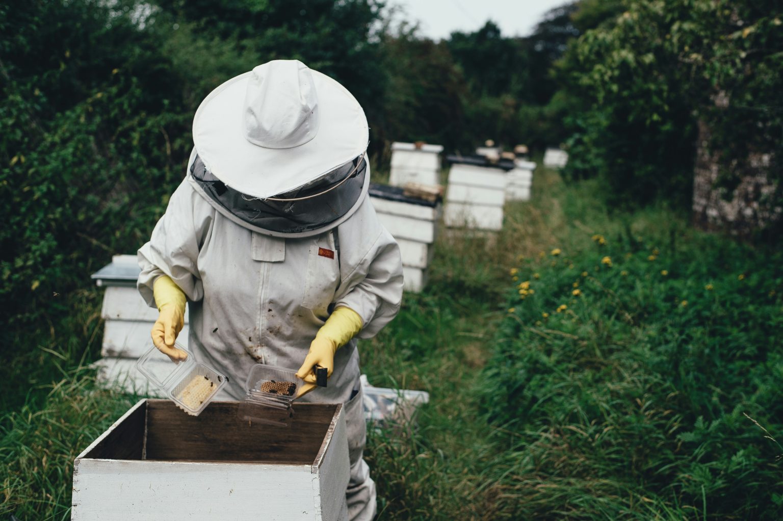 How to Set Up a Beehive: A Beginner’s Guide - Greenfield Orchard