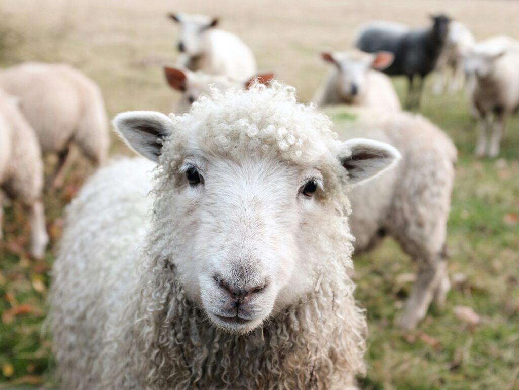 How to Process Wool at Home: A Beginner-Friendly Guide - Greenfield Orchard